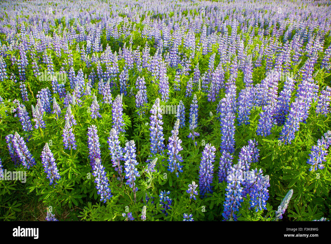 Blue Alaskan lupins (lupinus nootkatensis) cover vast swathes of ...