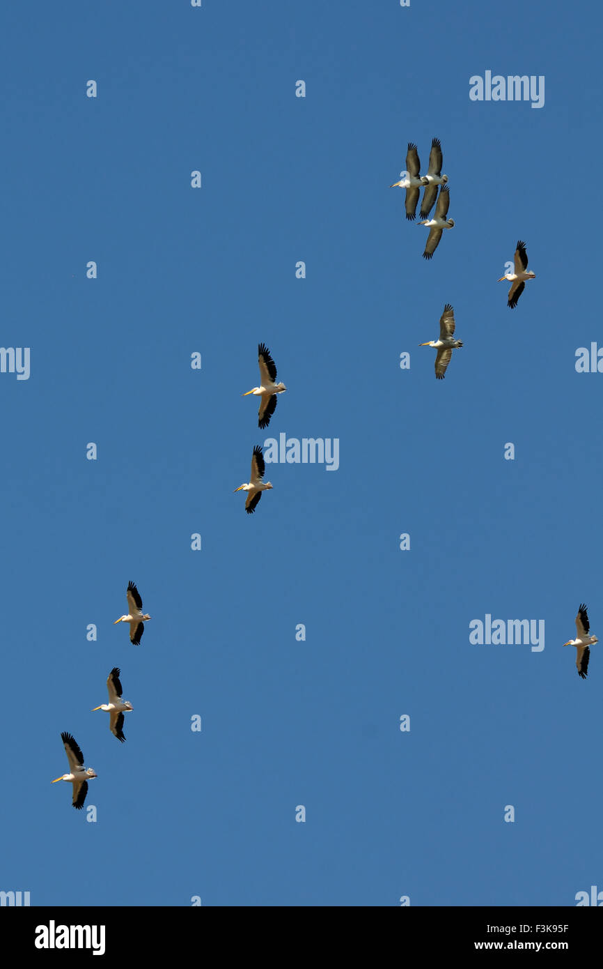 Flying white birds hi-res stock photography and images - Alamy