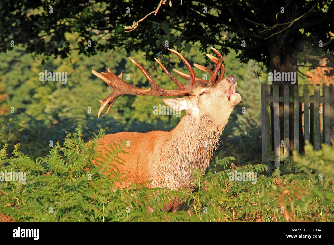 Red deer stag bugling hi-res stock photography and images - Alamy