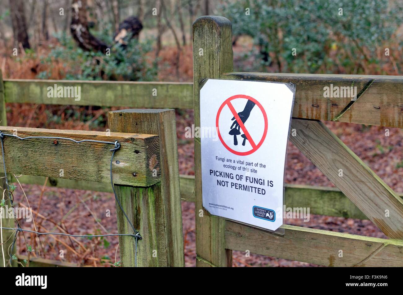 Not permitted to pick fungi sign on woodland gate in Surrey Stock Photo ...