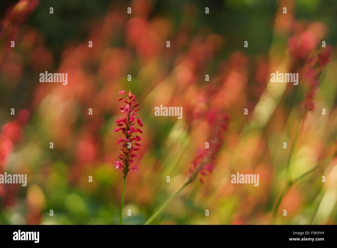 Red long stem flower with bokeh background of other flowers Stock Photo ...