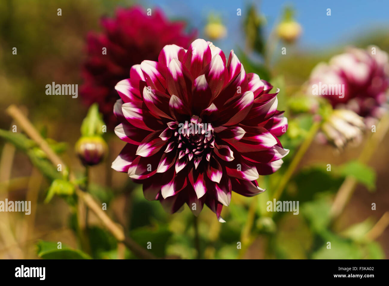 Red and white flower in bloom Stock Photo - Alamy