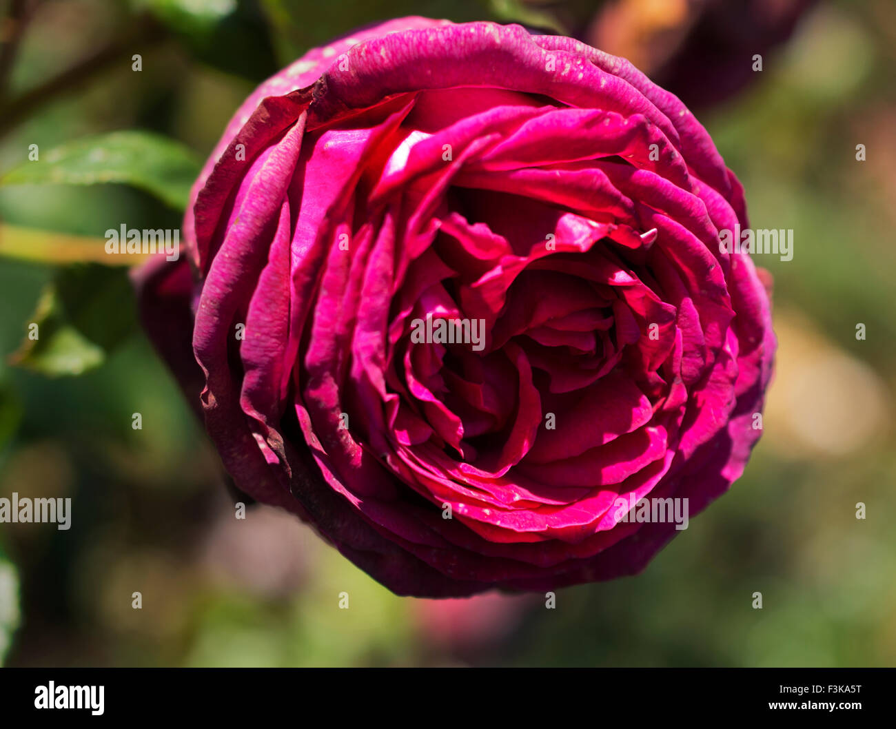 Raspberry and rose hi-res stock photography and images - Alamy