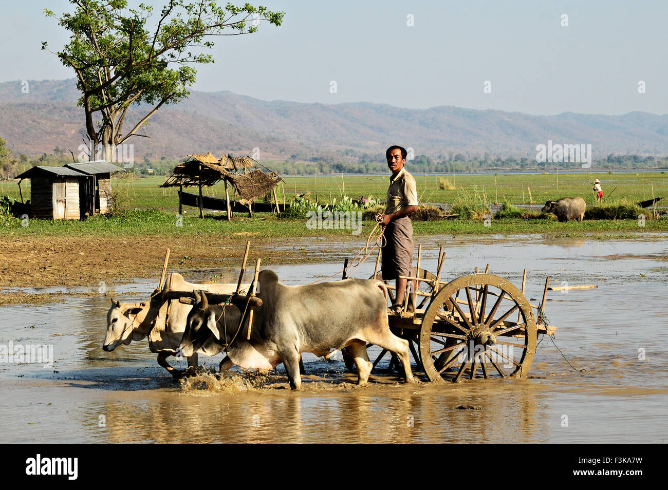Man riding an ox cart in the water at Sagar village, south of Inle Lake ...