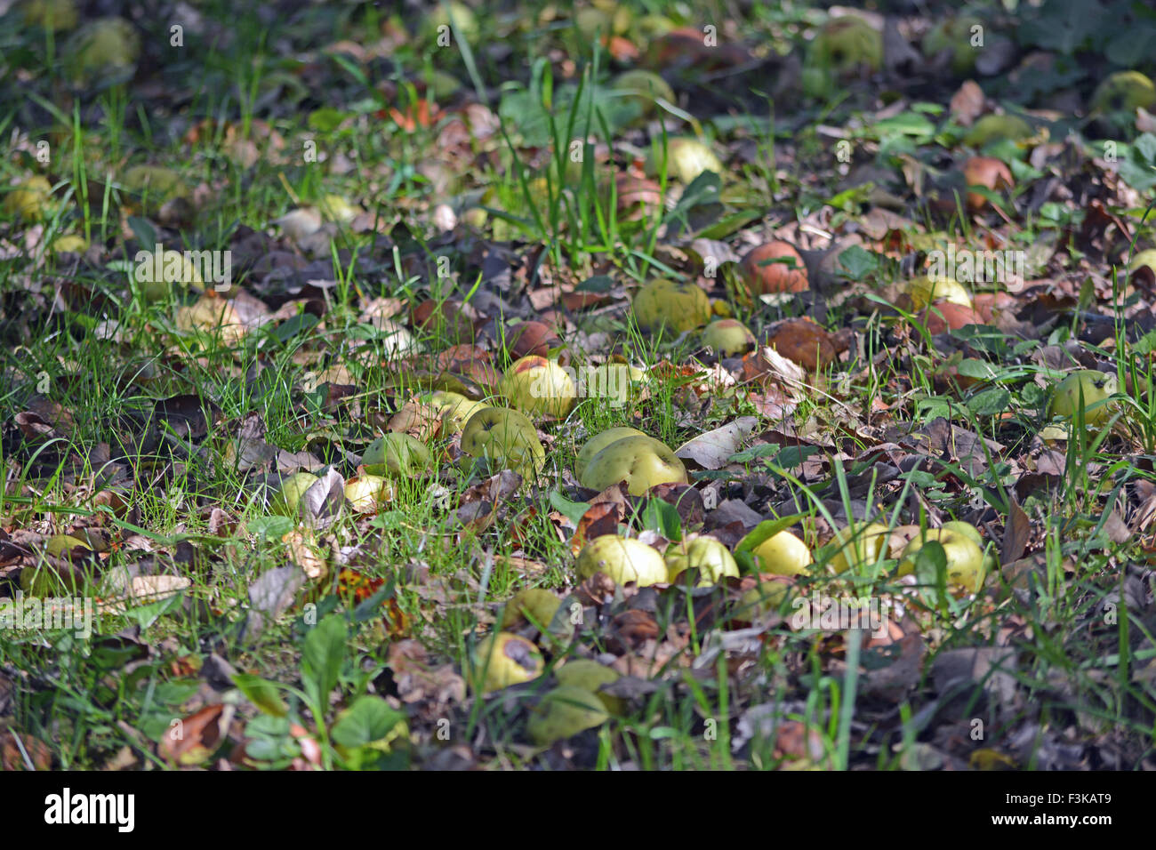 Apples ground hi-res stock photography and images - Alamy