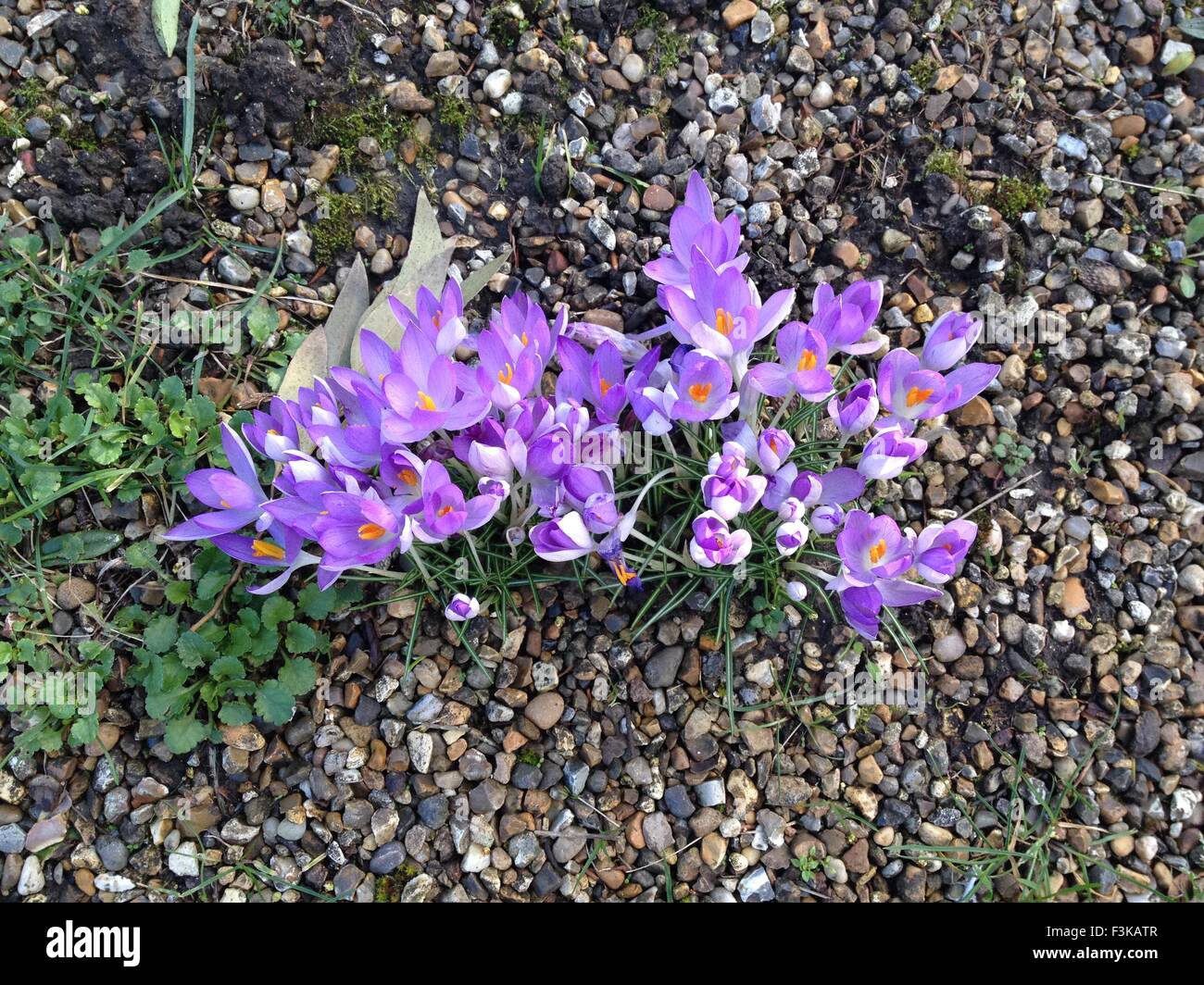 A cluster of purple crocuses sprouting through gravel Stock Photo - Alamy