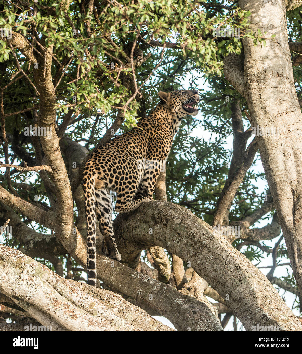 Leopard Climbing Tree Stock Photos & Leopard Climbing Tree Stock Images ...