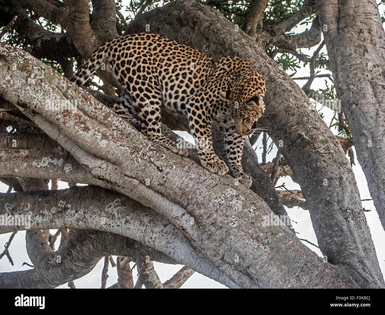 Leopard eyes art hi-res stock photography and images - Alamy