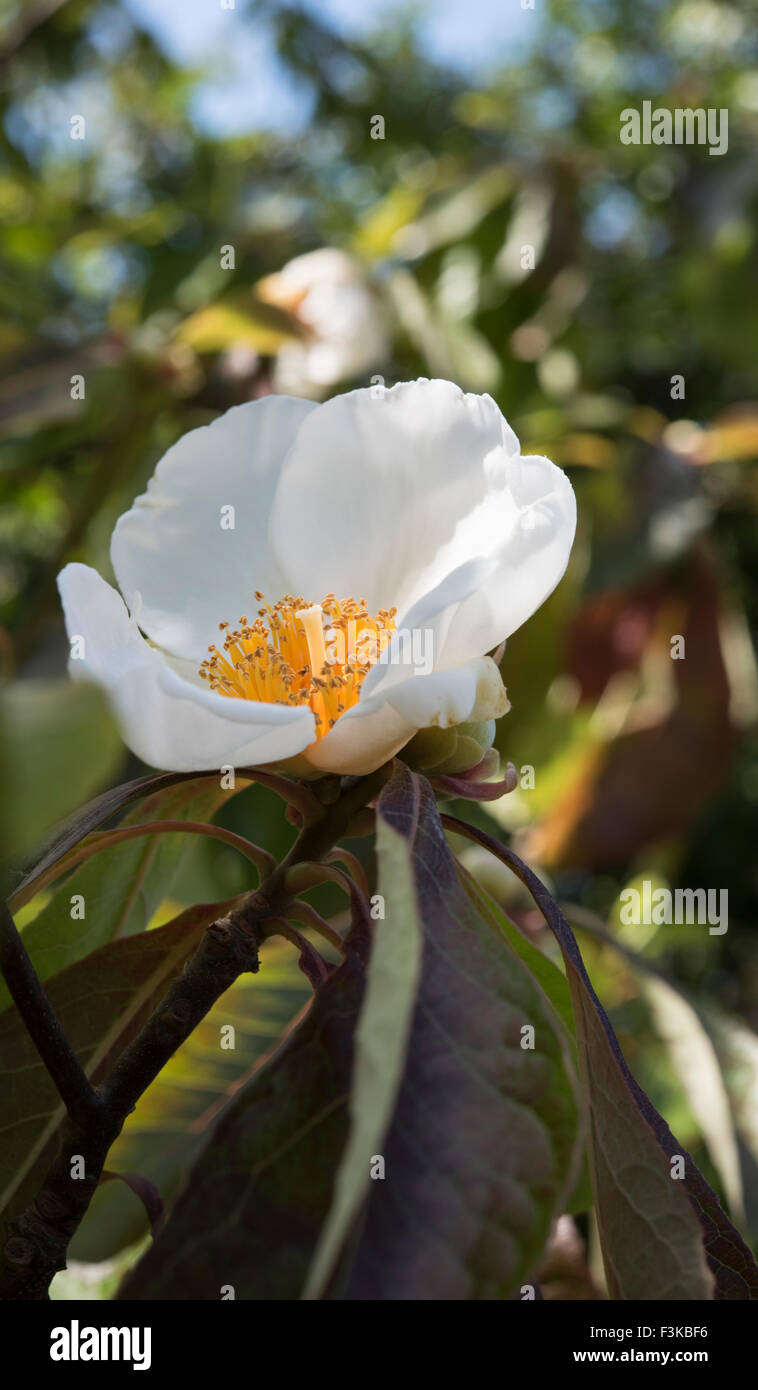 Franklinia alatamaha, Franklin tree, growing in a copse in Surrey, UK ...