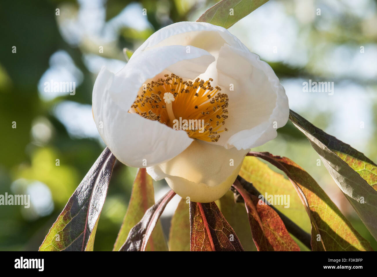 Franklinia alatamaha franklin tree hi-res stock photography and images ...