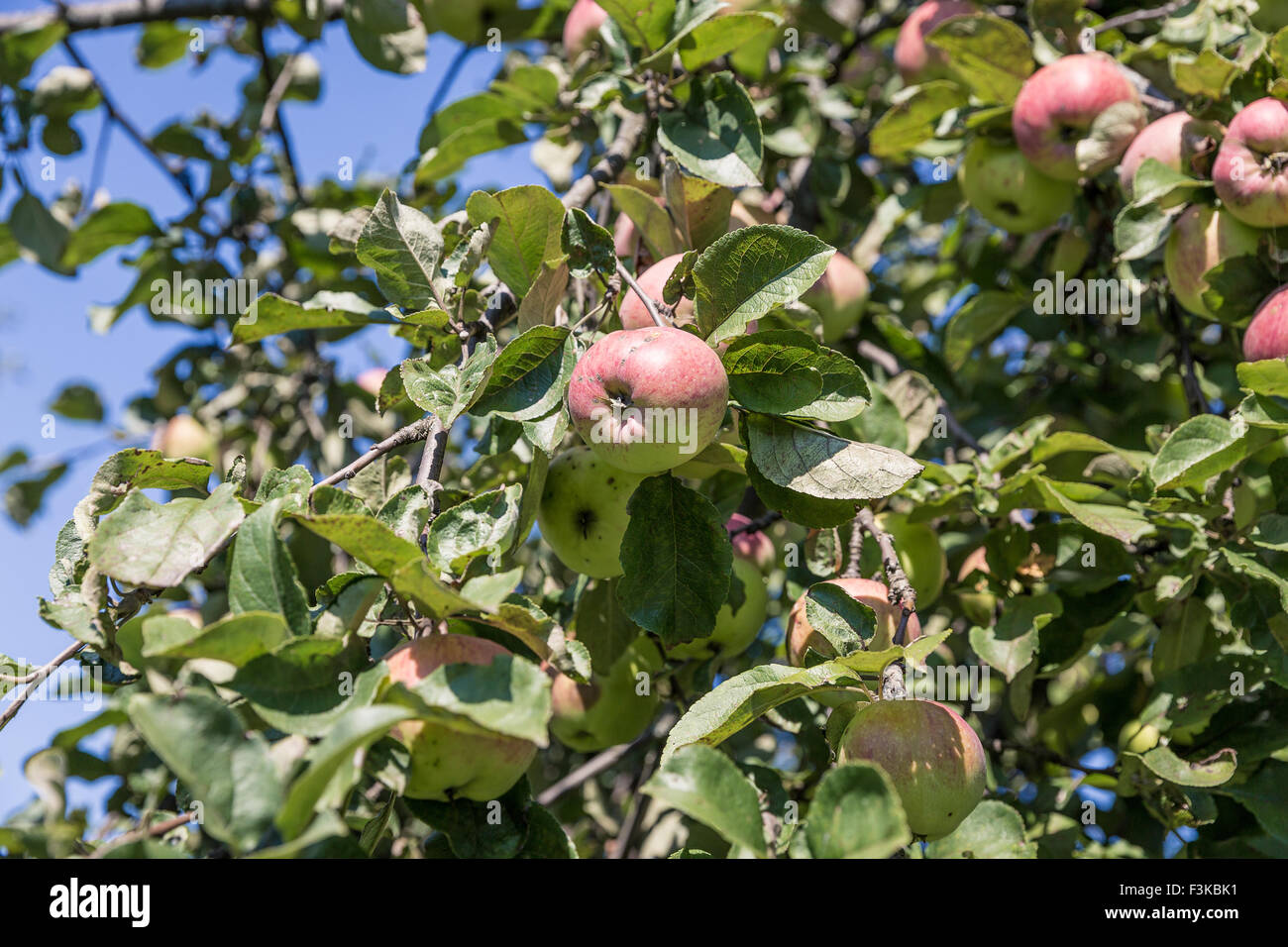Ripe apples on the tree Stock Photo - Alamy