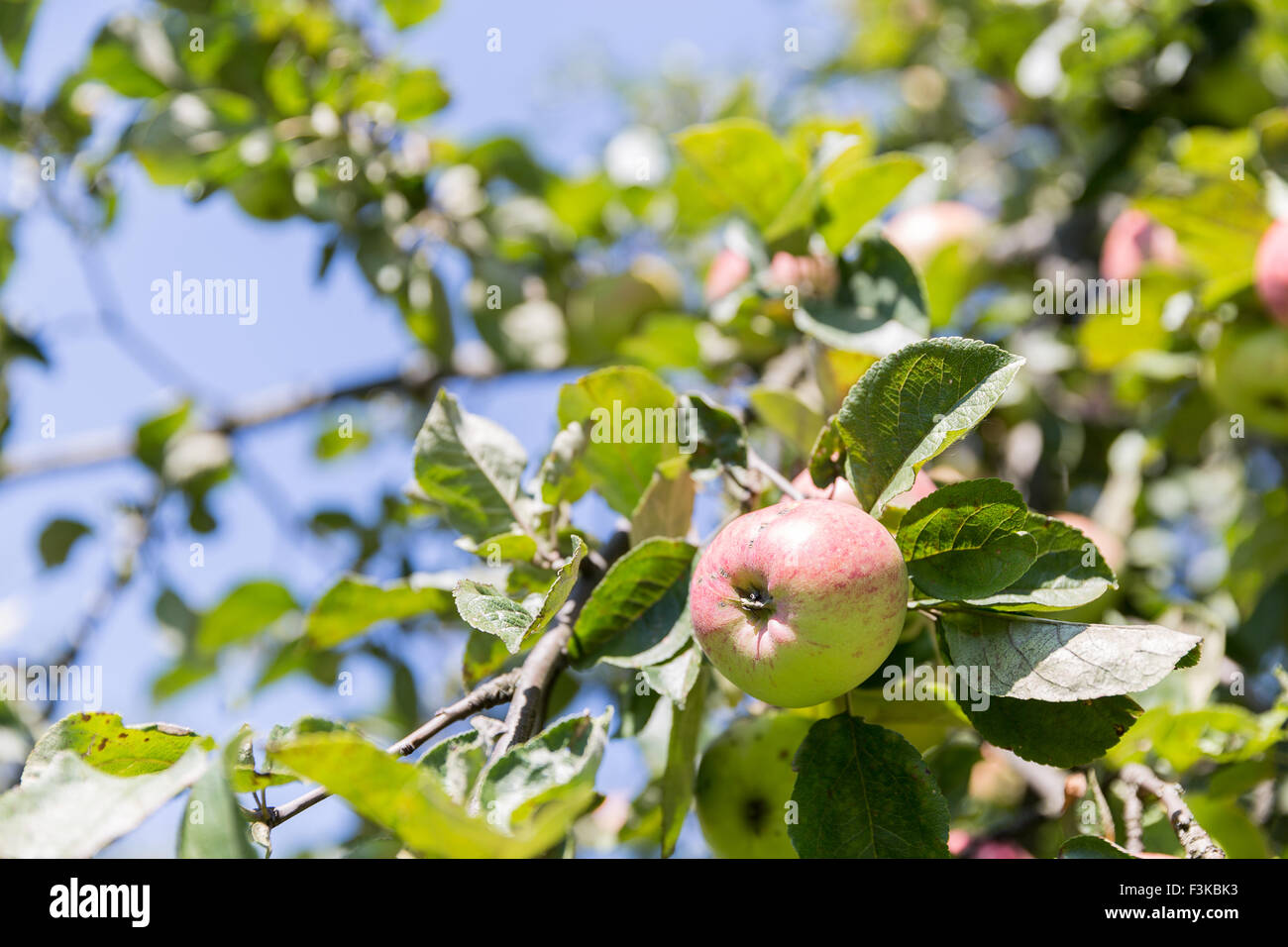 Ripe apples on the tree Stock Photo - Alamy