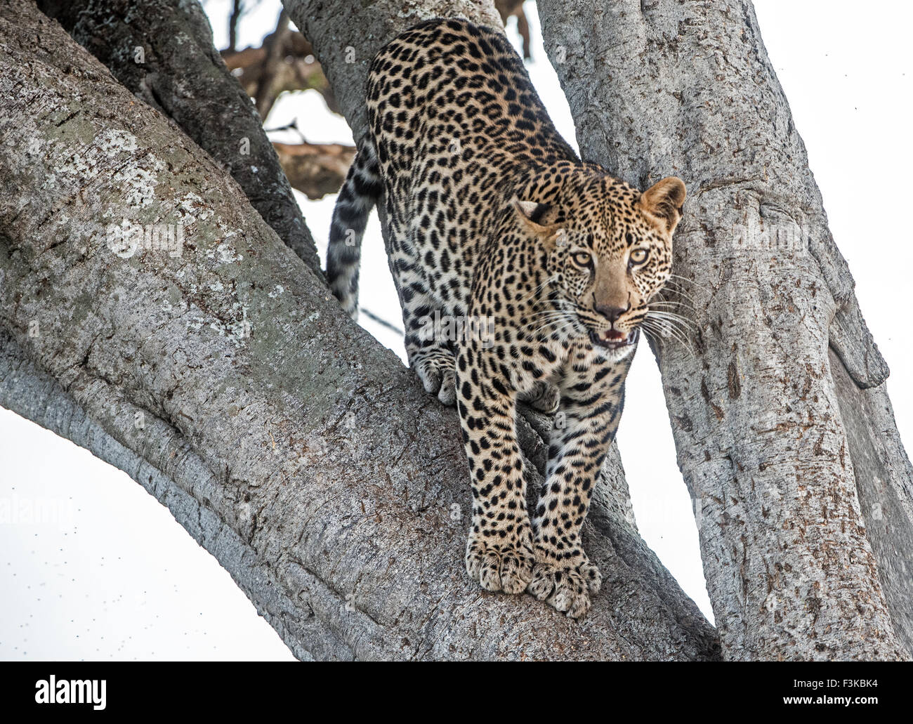 Leopard in tree Stock Photo - Alamy