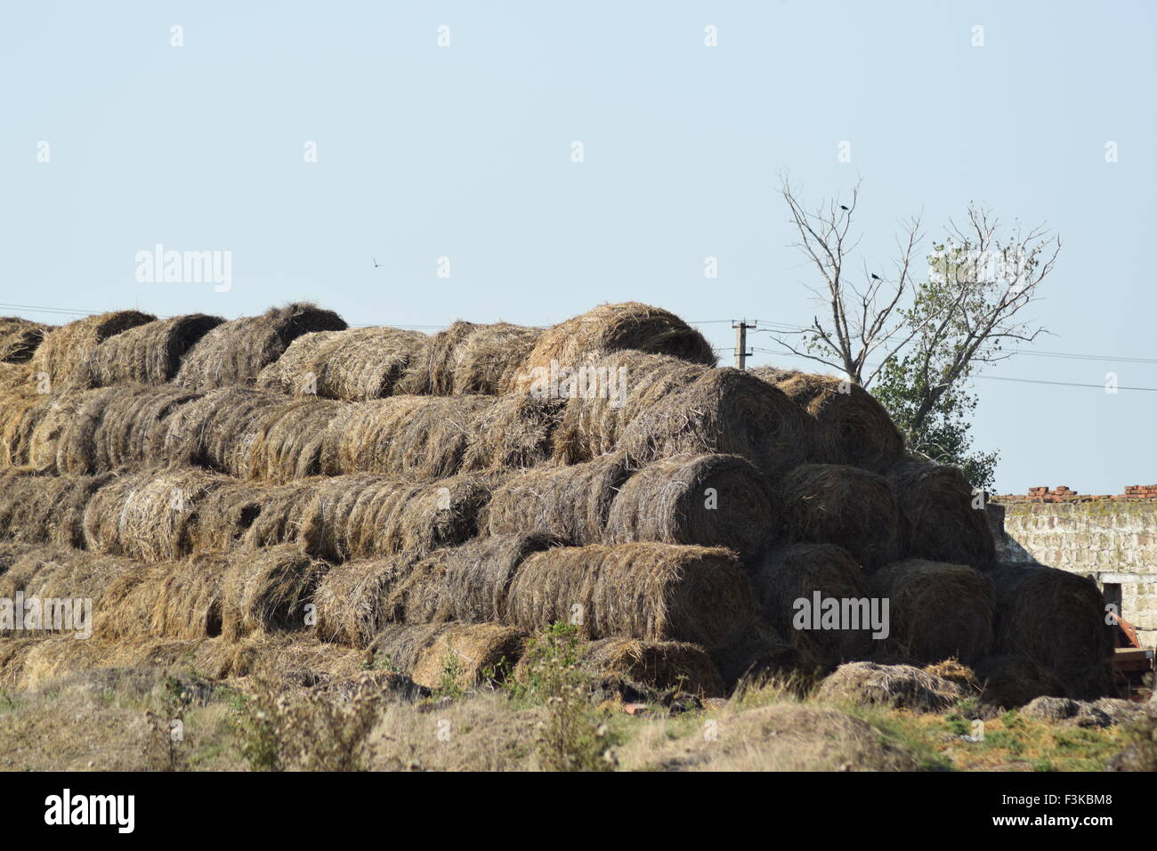 The Haystacks in the field. Summer haymaking Stock Photo - Alamy