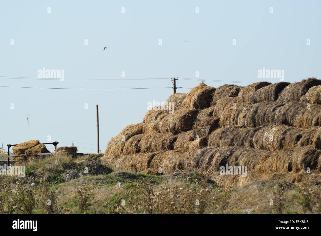The Haystacks in the field. Summer haymaking Stock Photo - Alamy