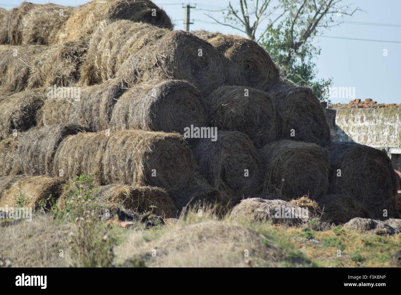 The Haystacks in the field. Summer haymaking Stock Photo - Alamy