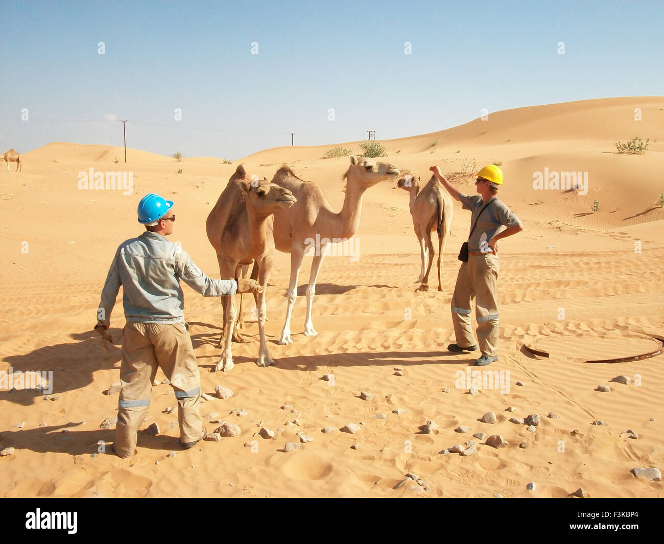 Camels in the desert. Filming of camels during a trip to the Emirates ...