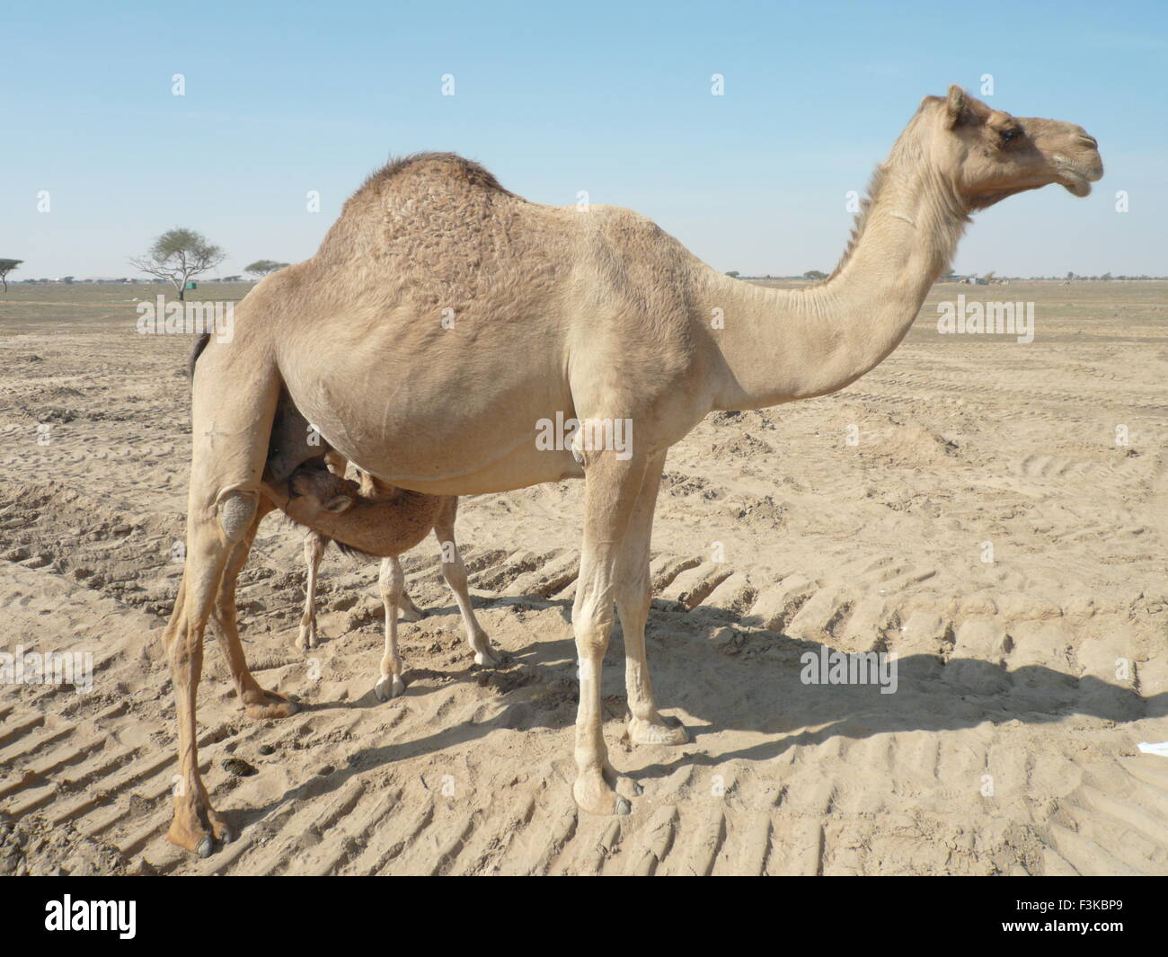 Camels in the desert. Filming of camels during a trip to the Emirates ...
