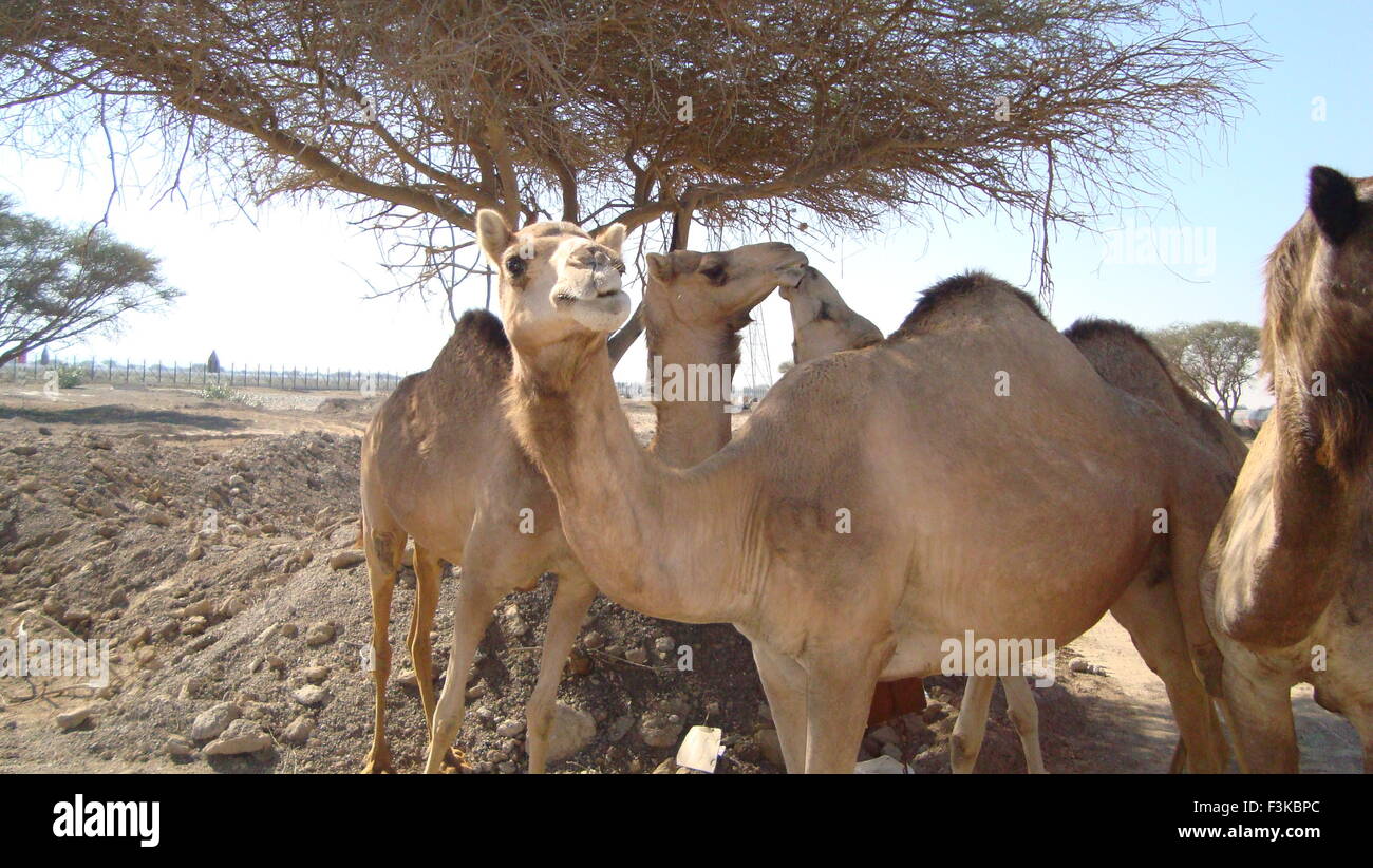 Camels in the desert. Filming of camels during a trip to the Emirates ...