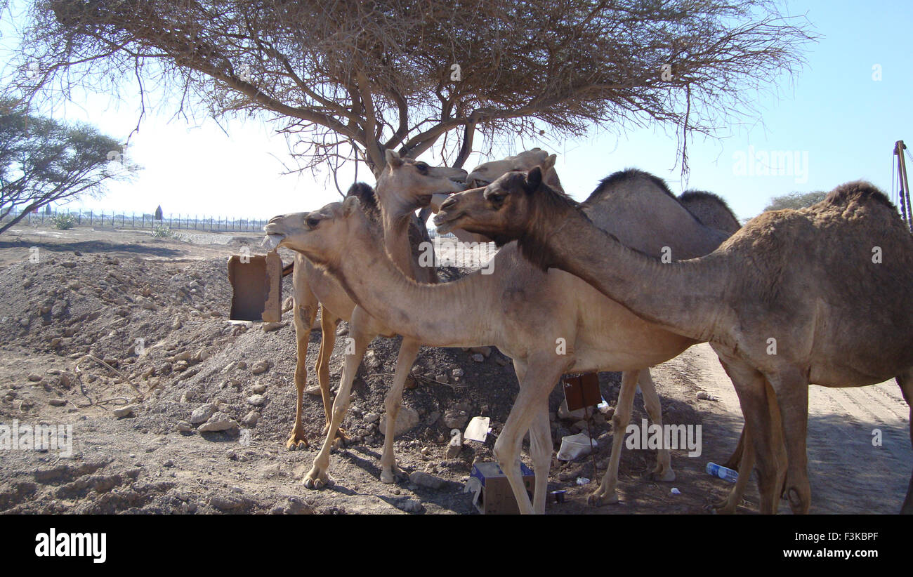 Camels in the desert. Filming of camels during a trip to the Emirates ...