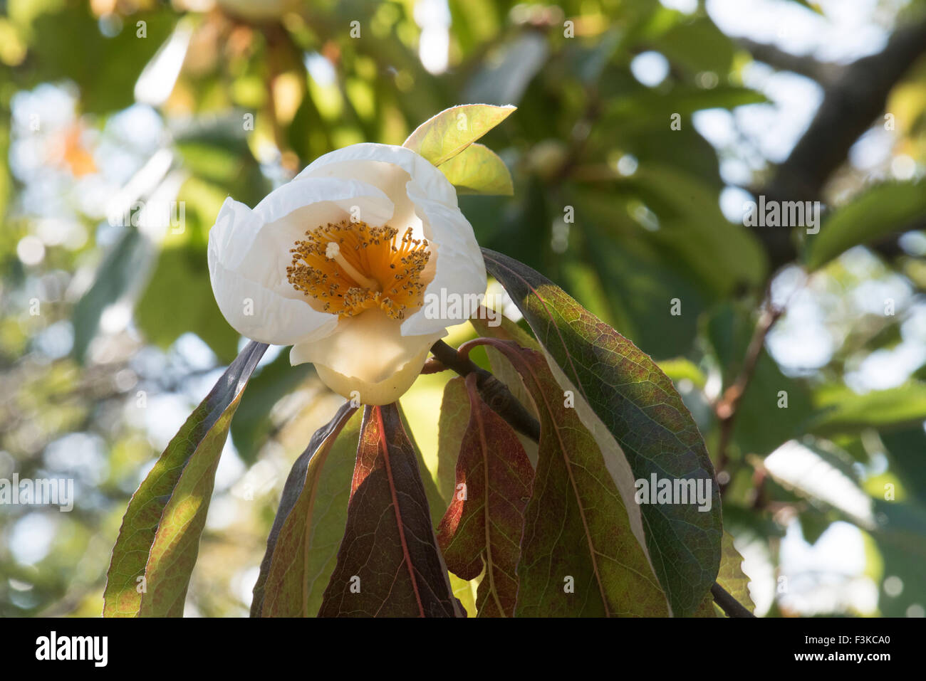Franklinia alatamaha, Franklin tree, growing in a copse in Surrey, UK ...