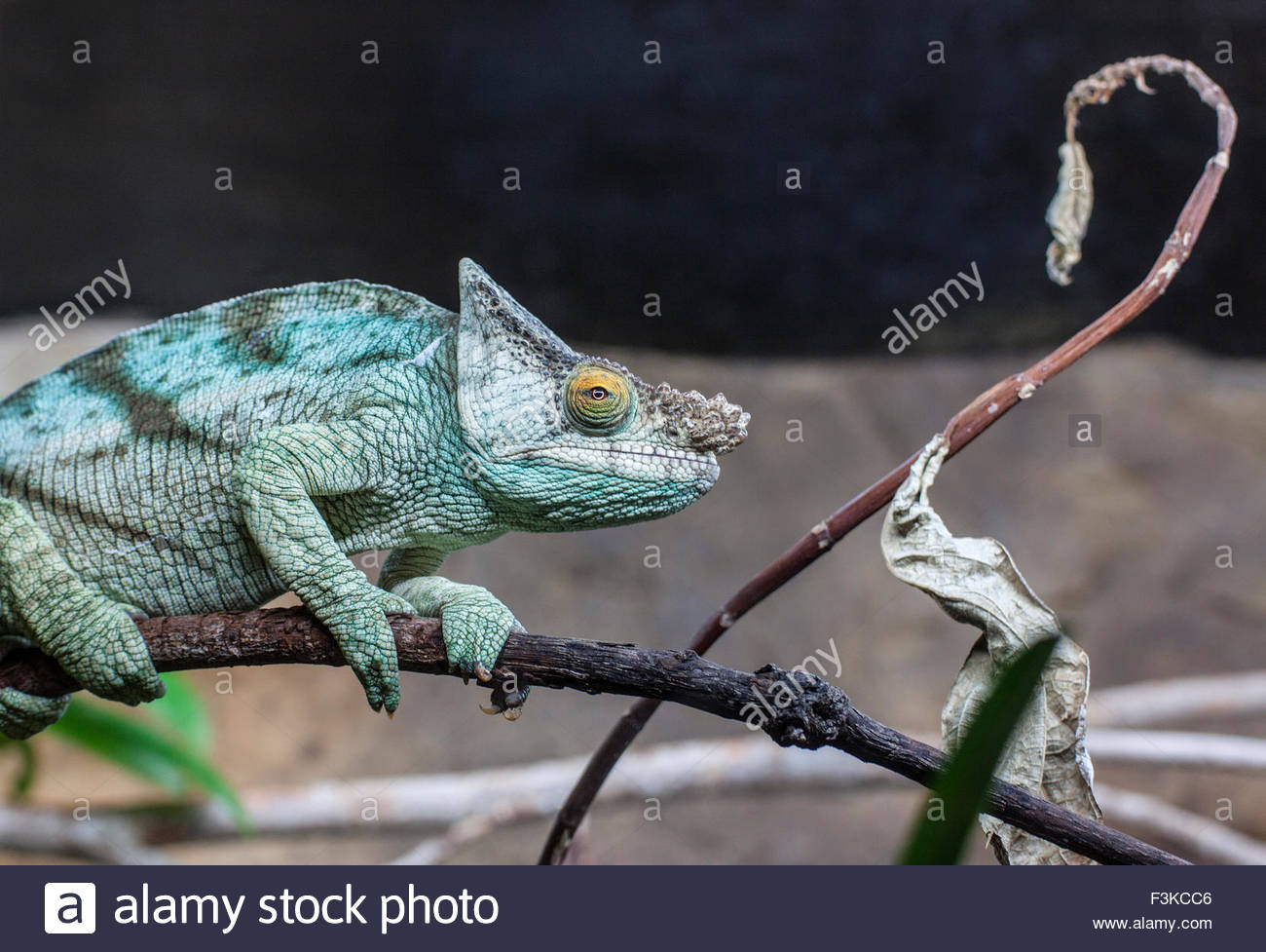 Dorsal Crest High Resolution Stock Photography and Images - Alamy