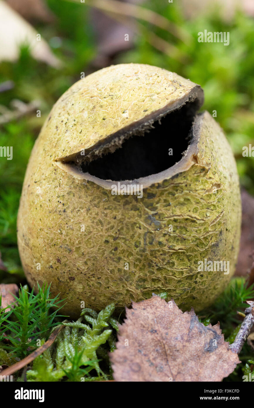 Fungi spores release hi-res stock photography and images - Alamy