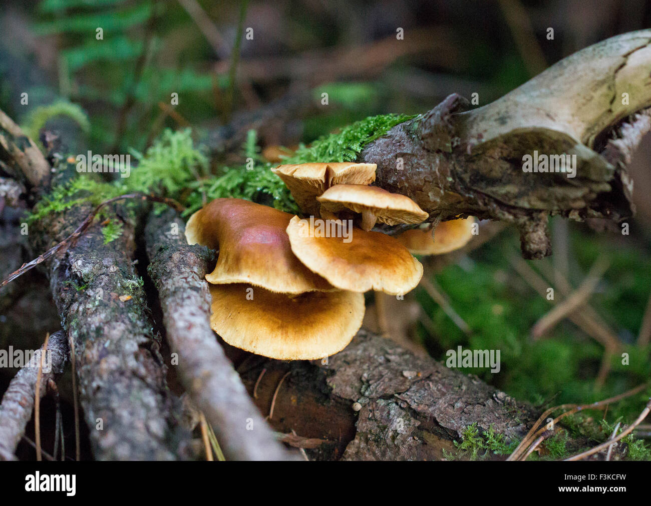 Mushroom cluster hi-res stock photography and images - Alamy