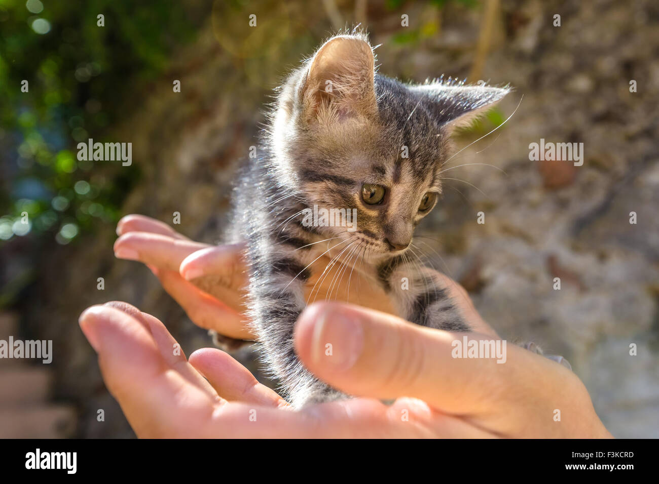 Hand cute hi-res stock photography and images - Alamy
