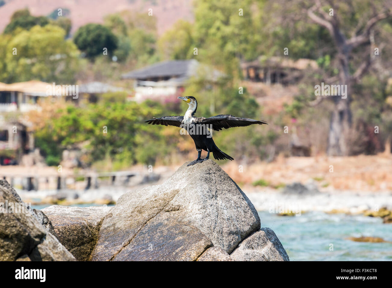 White-breasted cormorant (Phalacrocorax lucidus), a common water bird ...