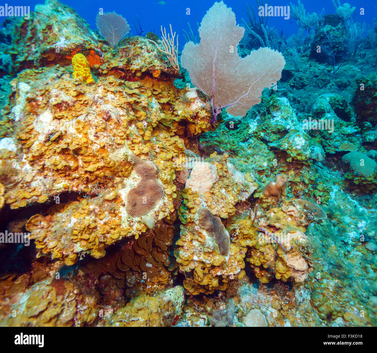 Cuban coral hi-res stock photography and images - Alamy