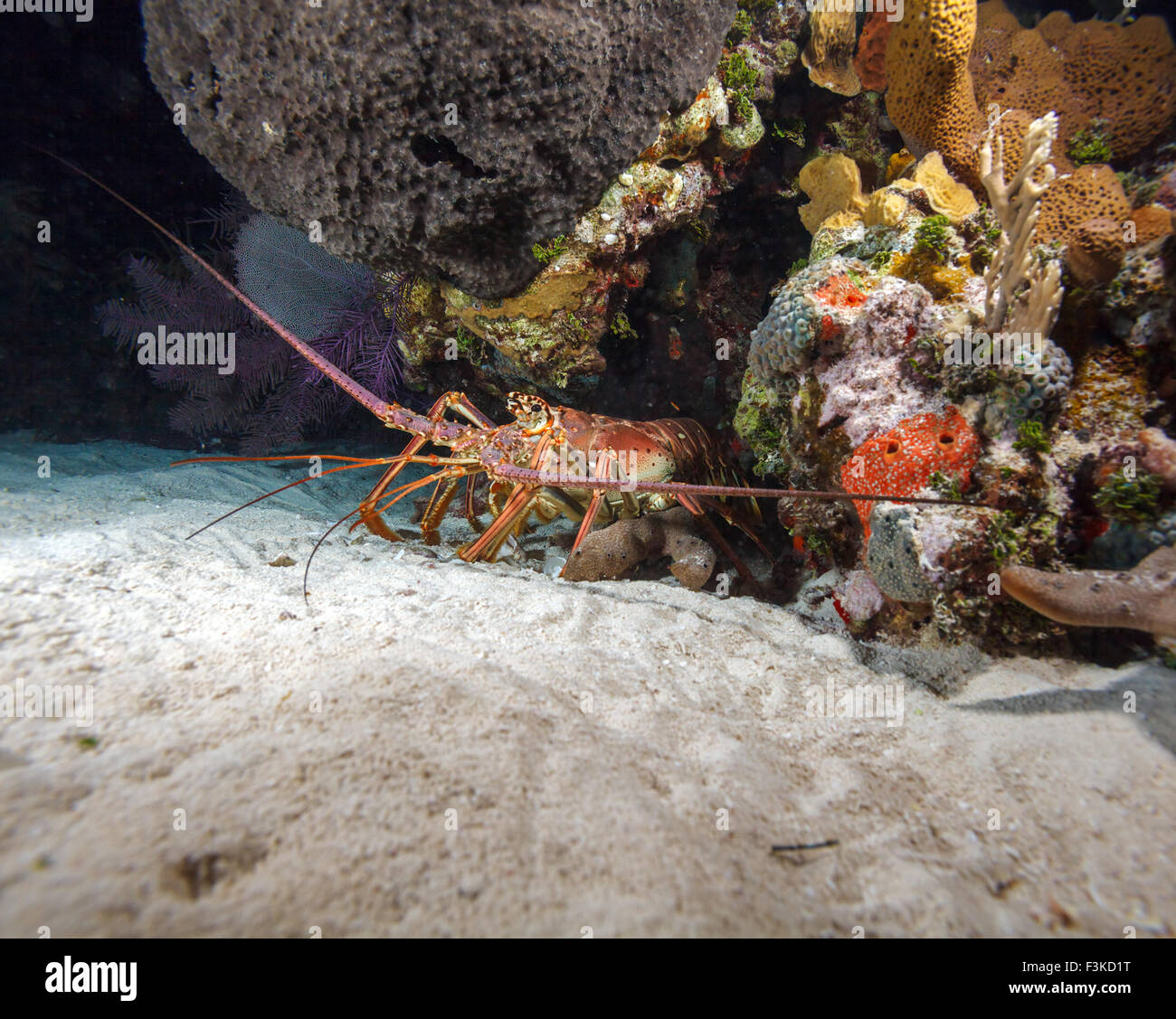 Lobster underwater hi-res stock photography and images - Alamy
