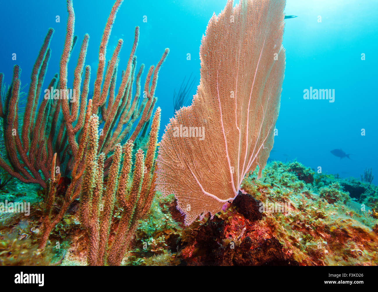 Coral reef near Cayo Largo, Cuba Stock Photo - Alamy