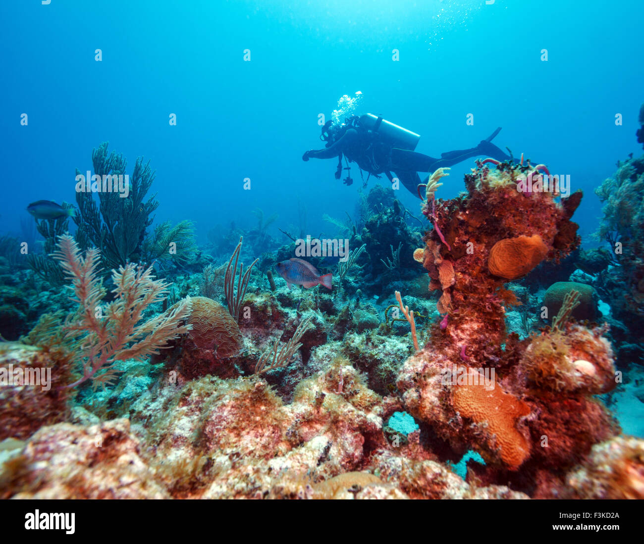 Diver near corals, Cuba Stock Photo - Alamy
