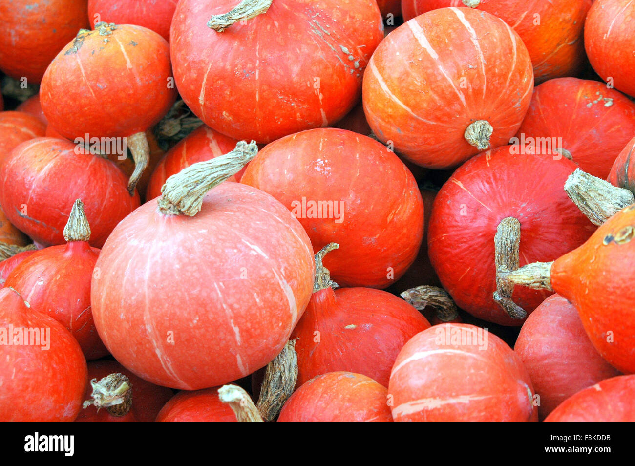 Colorful gourds displayed outdoors Stock Photo - Alamy