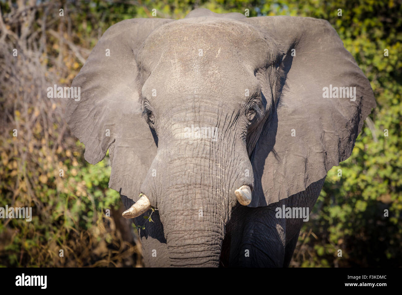 Elephant in Savuti Stock Photo - Alamy