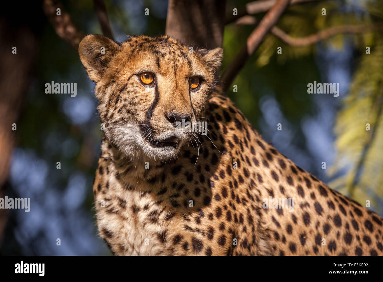 Cheetah in the tree hi-res stock photography and images - Alamy