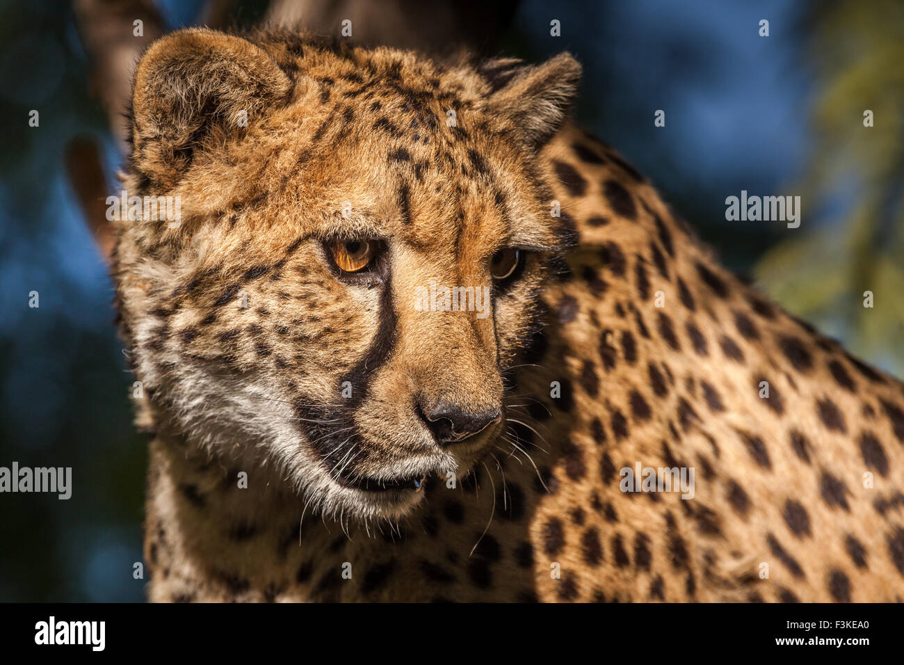 Cheetah in the tree hi-res stock photography and images - Alamy