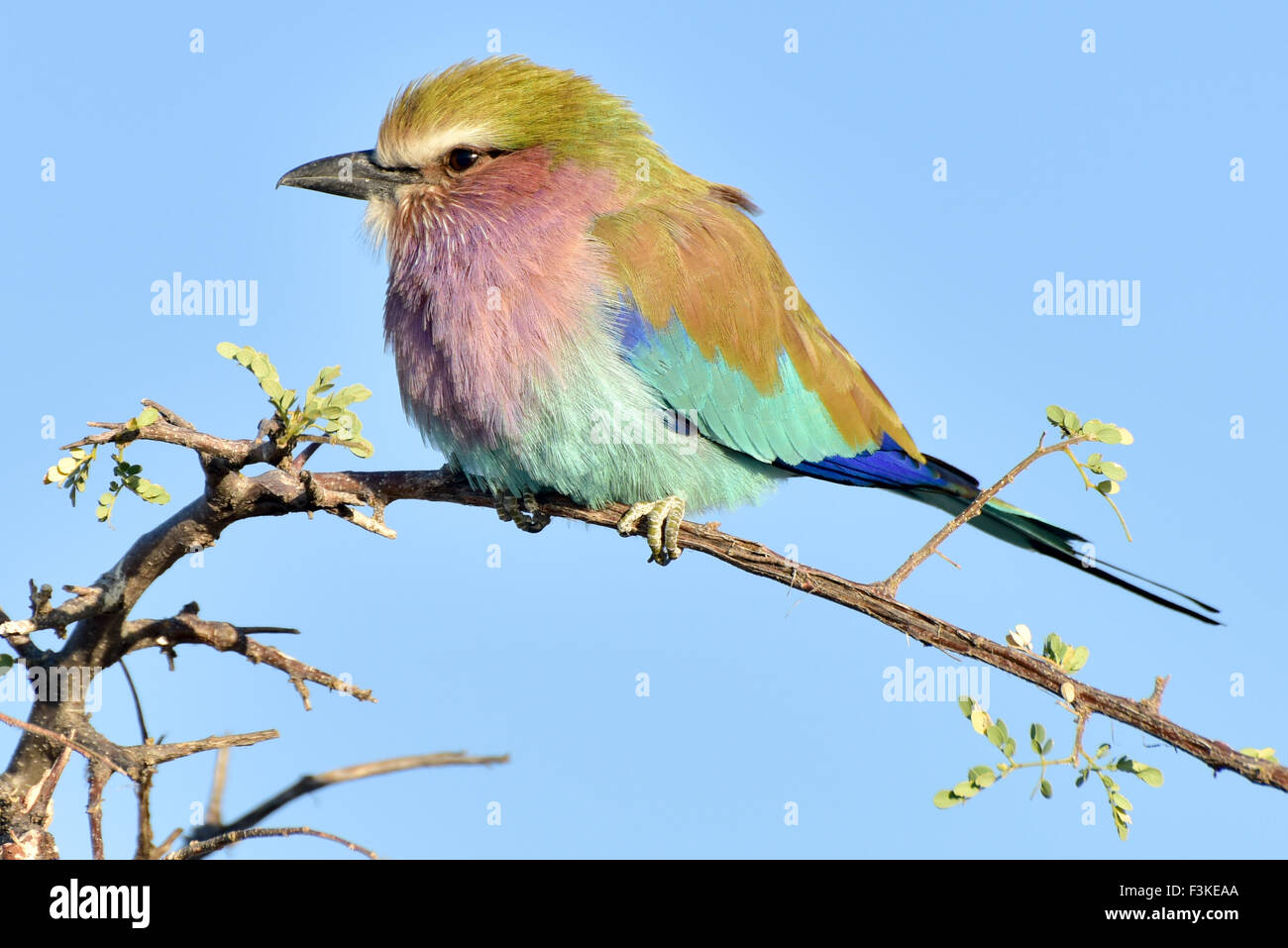 Lilac breasted roller in Etosha National Park in Namibia Stock Photo ...