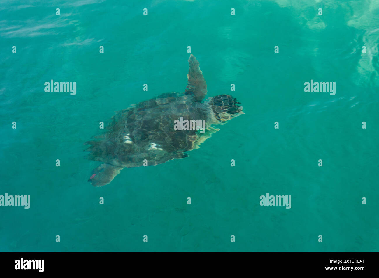 Loggerhead Sea Turtle in Zakynthos Stock Photo - Alamy