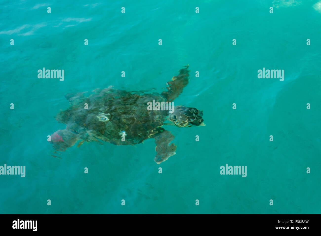 Loggerhead Sea Turtle in Zakynthos Stock Photo - Alamy