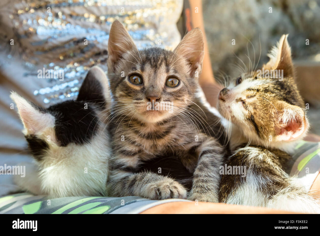 Three cute kittens Stock Photo - Alamy