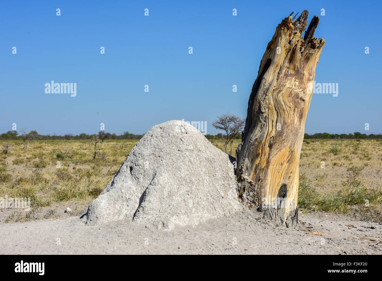 Huge termite mound in Etosha National Park, Namibia, Africa Stock Photo ...