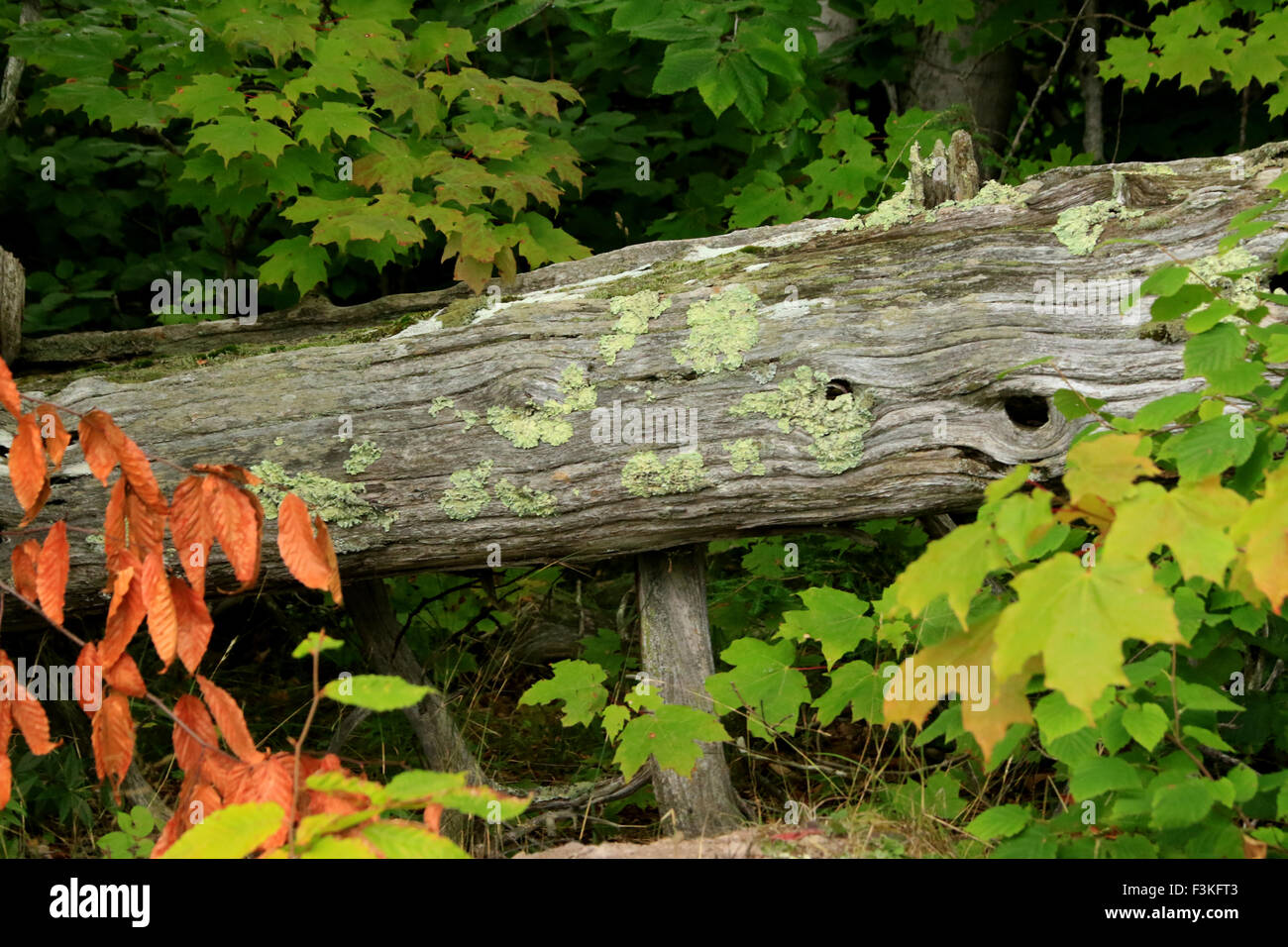 Fallen tree with moss and fall colors on Grand Island in Michigan Stock ...