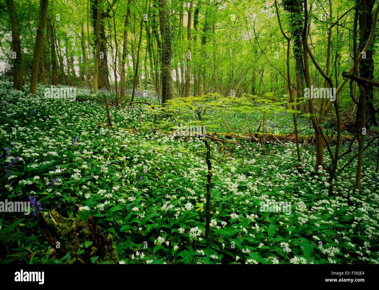 Avening valley hi-res stock photography and images - Alamy