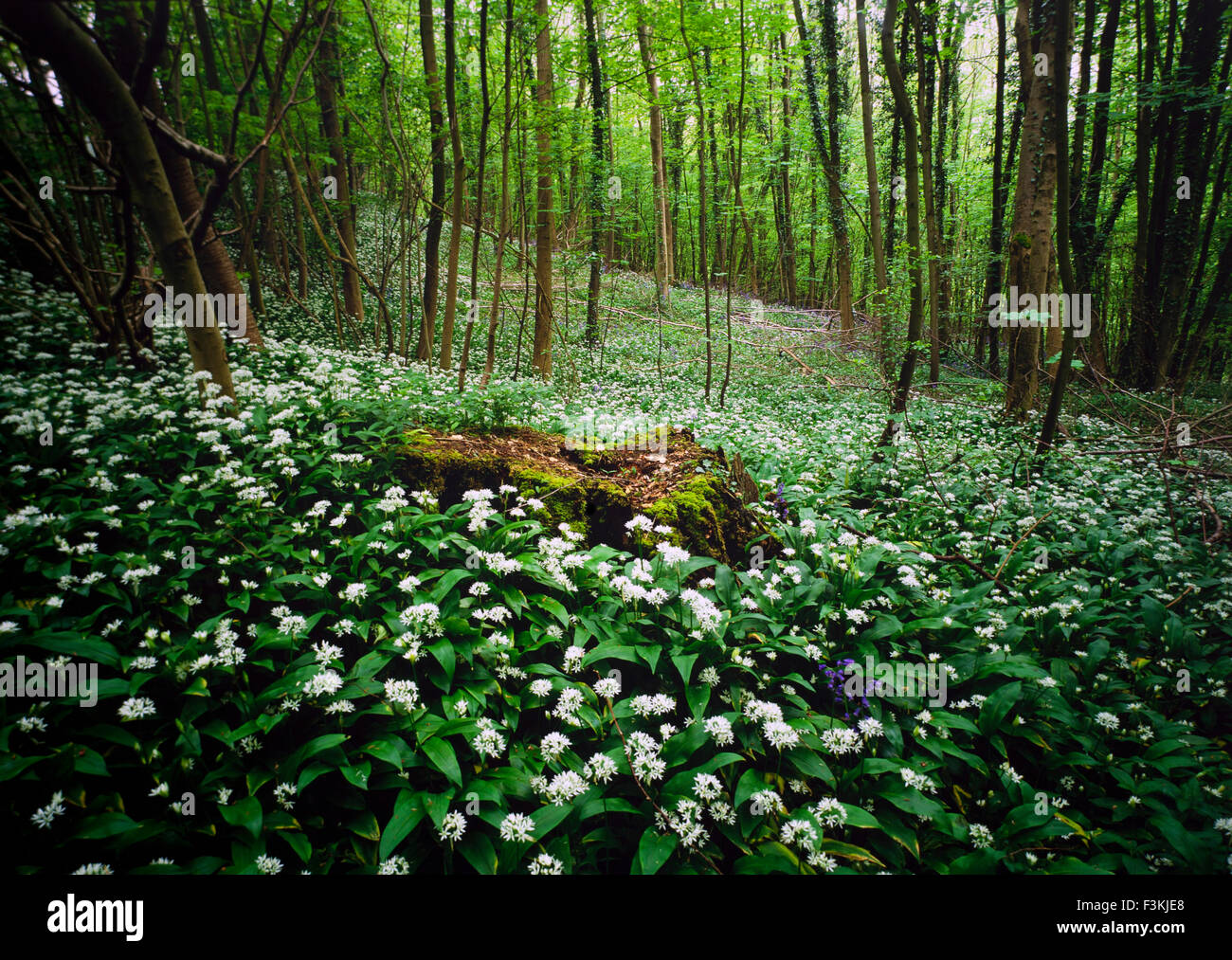 Avening valley hi-res stock photography and images - Alamy