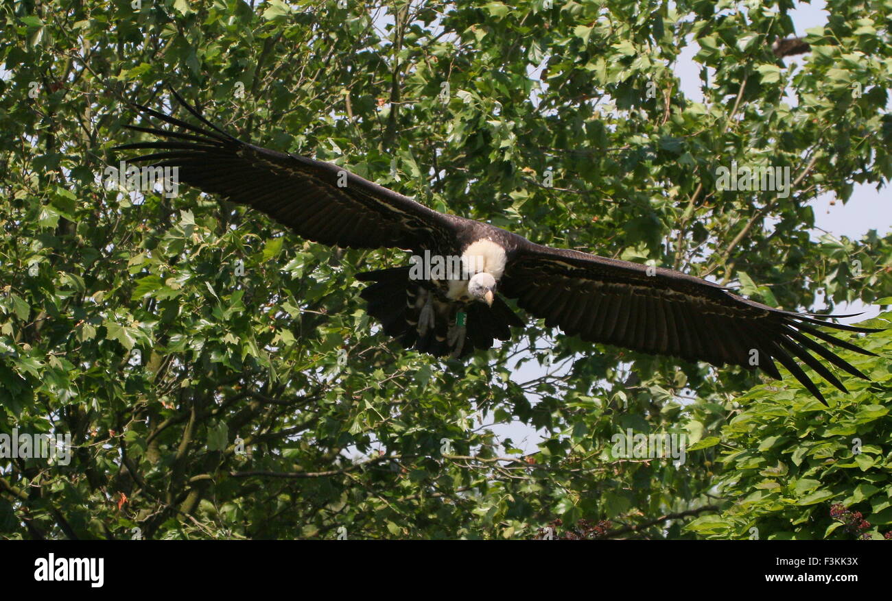 African Rüppell's Vulture (Gyps rueppellii) in flight, coming towards ...