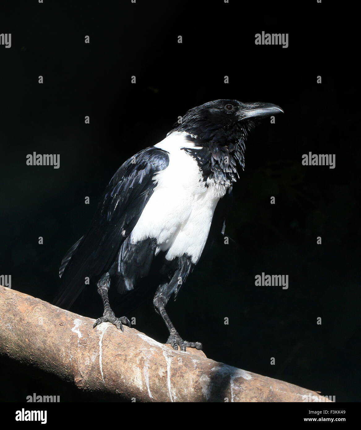 African Pied crow (Corvus albus), a small crow-sized raven native to ...
