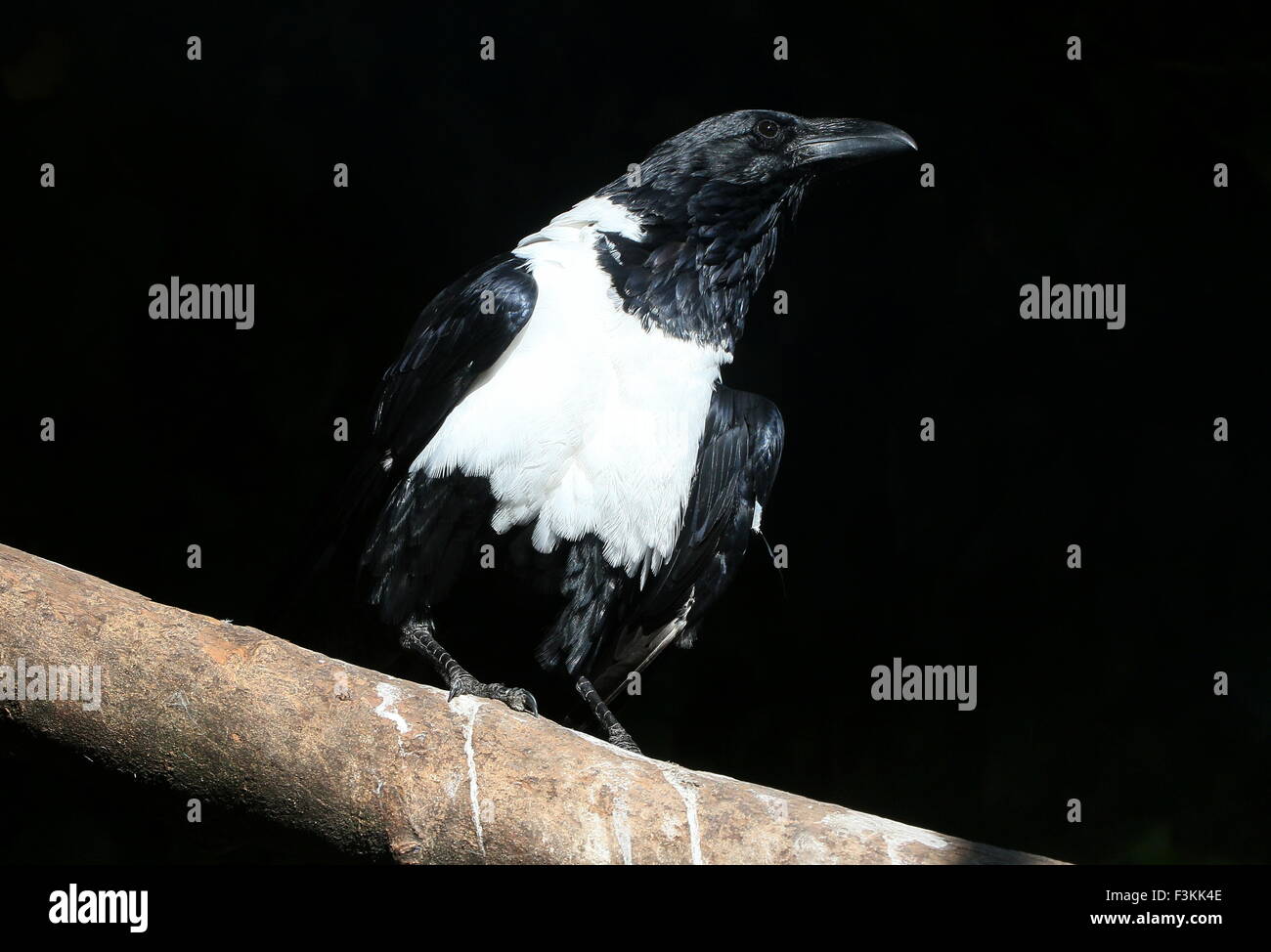 African Pied crow (Corvus albus), a small crow-sized raven native to ...