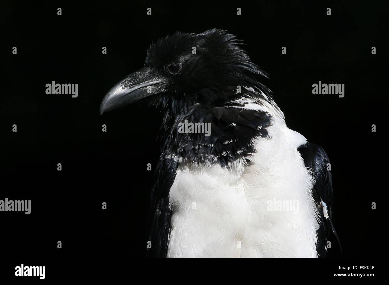 African raven hi-res stock photography and images - Alamy